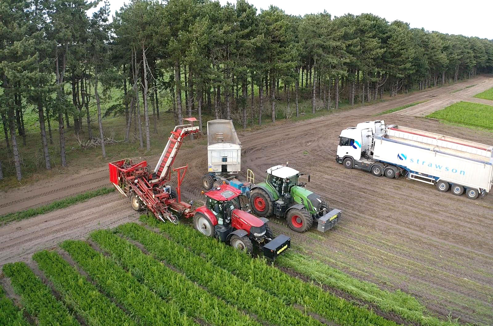 Carrots - Updated 24 - Strawson LTD